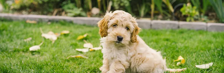 Are Cockapoos Low Maintenance